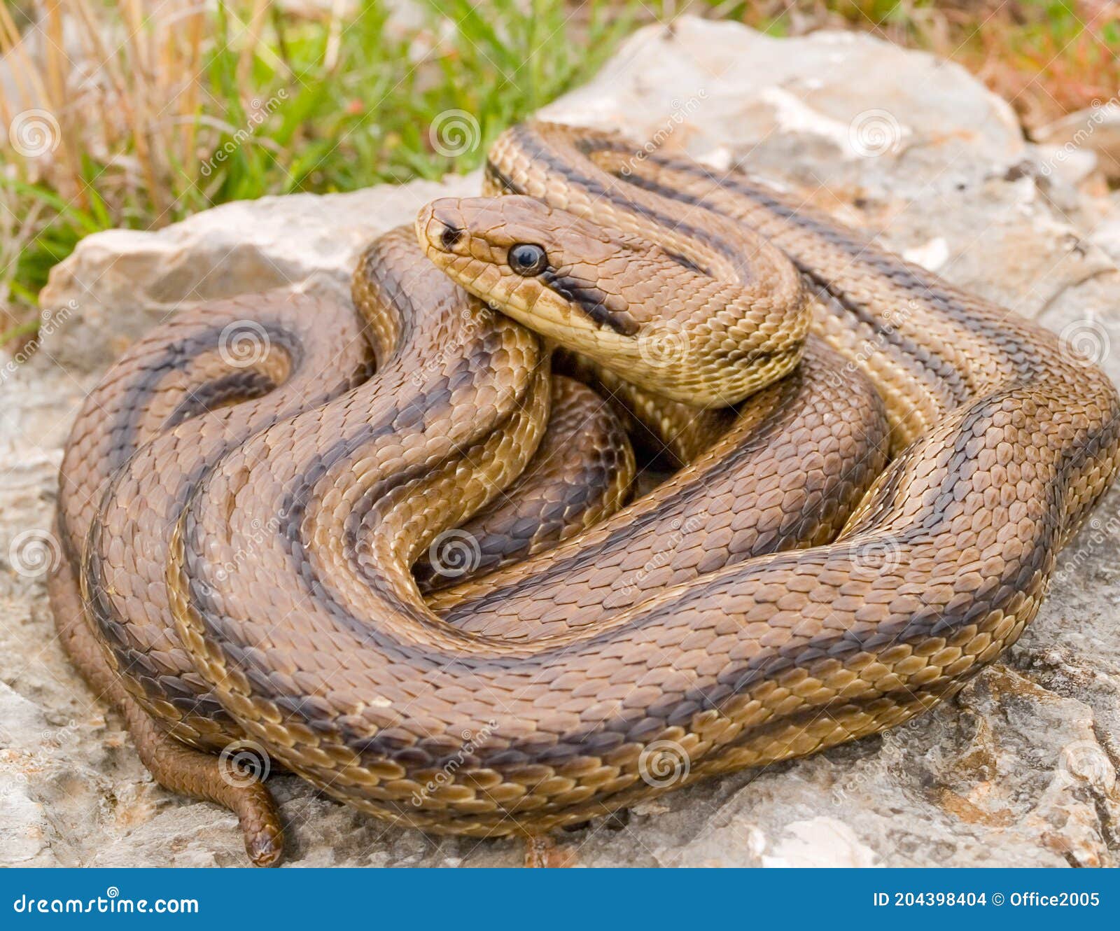 Four Lined Snake, Elaphe Quatuorlineata Stock Photo - Image of close ...