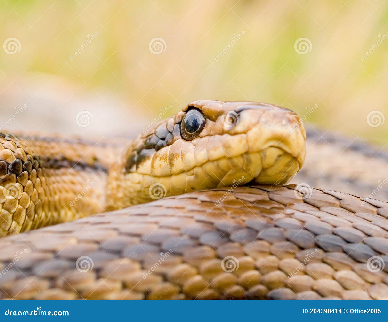 Four Lined Snake, Elaphe Quatuorlineata Stock Photo - Image of macro ...