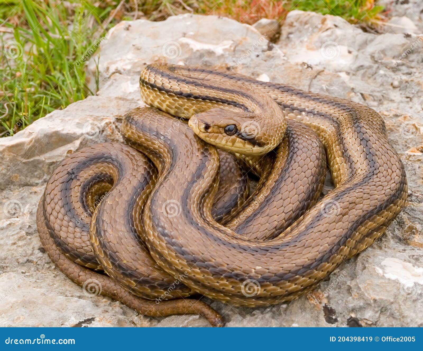 Snake Lined With Pebbles And Branches On The Sand. Royalty-Free Stock ...