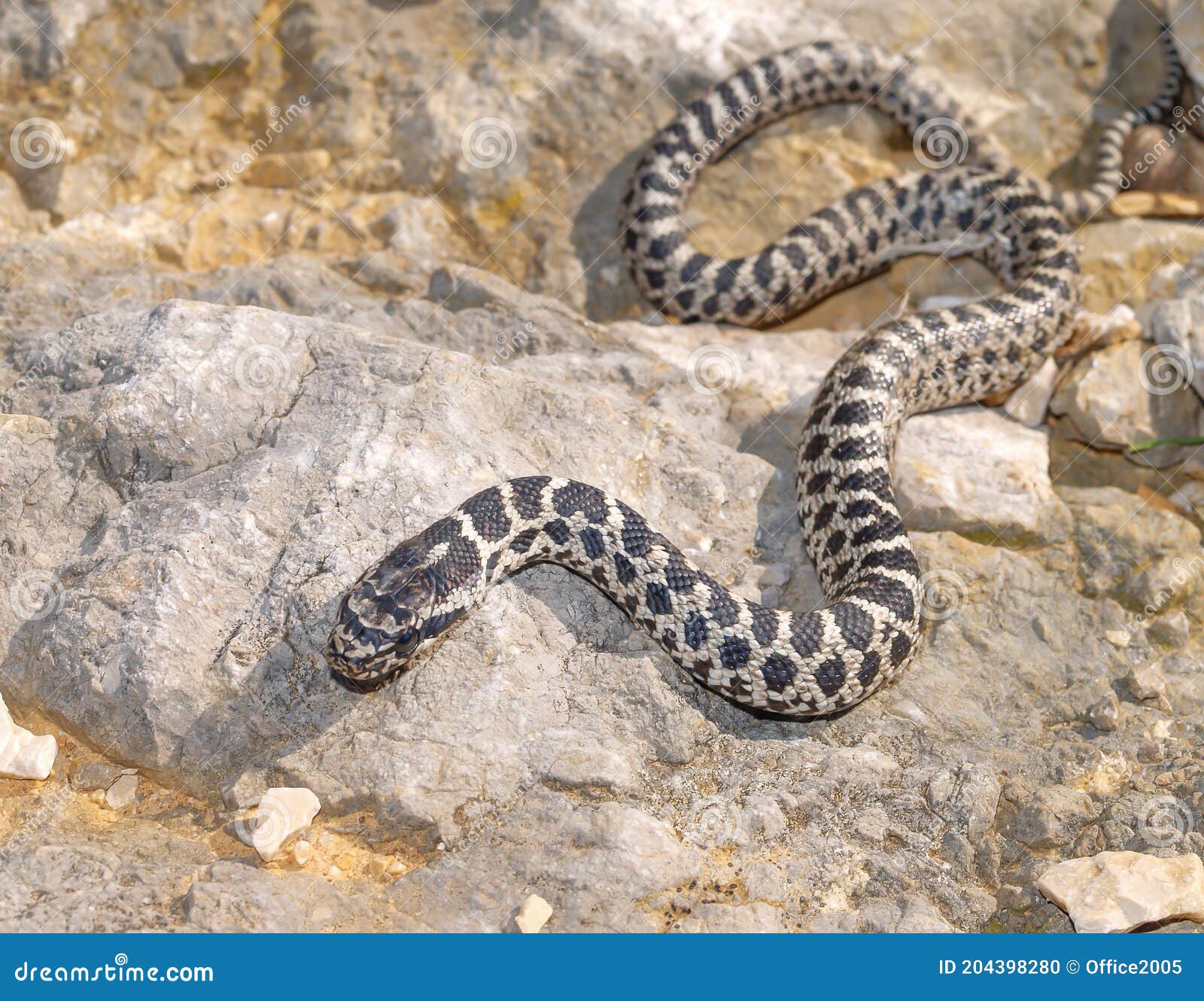 Four Lined Snake, Elaphe Quatuorlineata Stock Photo - Image of line ...