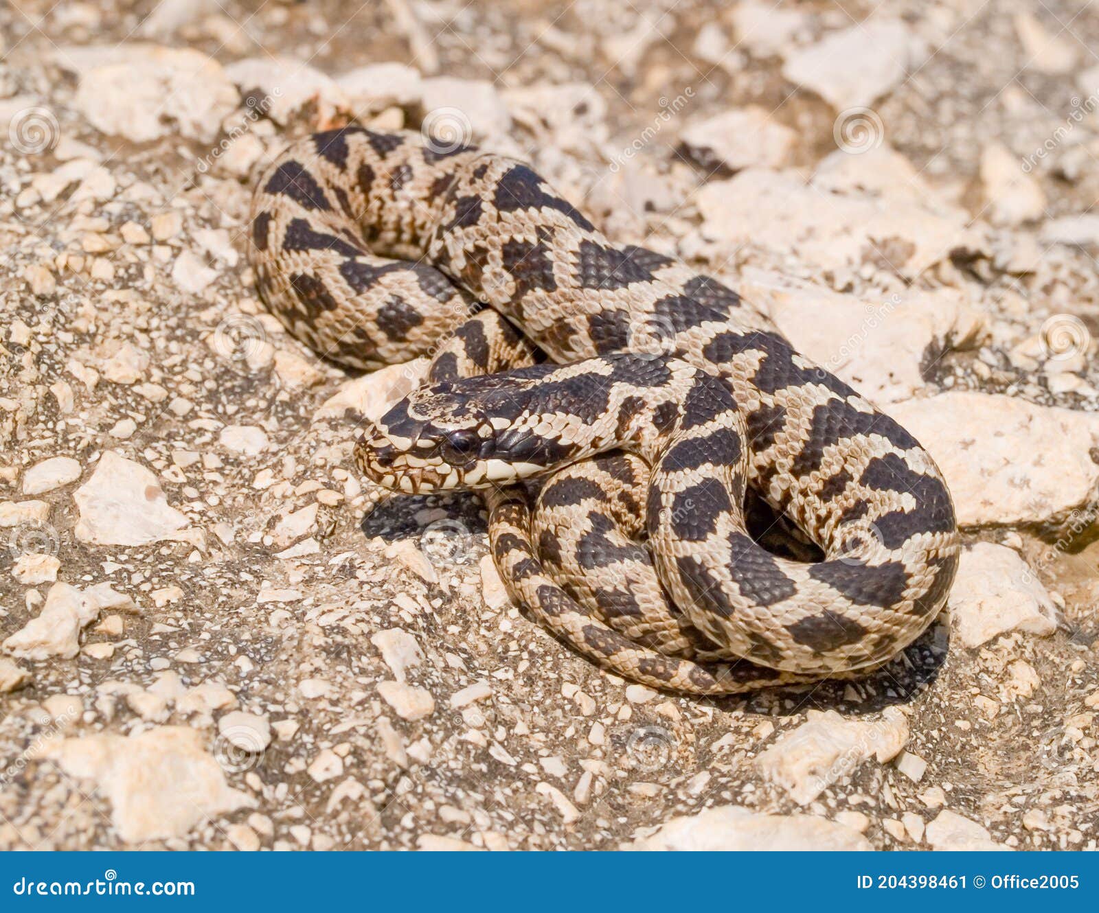 Four Lined Snake, Elaphe Quatuorlineata Stock Image - Image of face ...