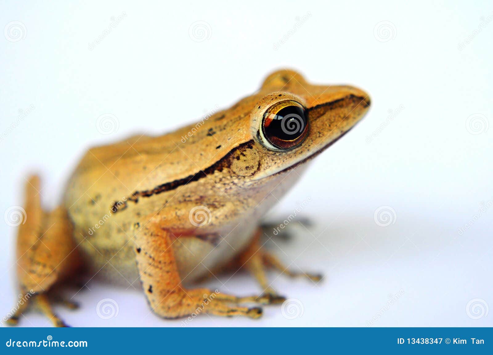 Four-lined Tree Frog Polypedates Leucomystax On Concrete Pavement ...