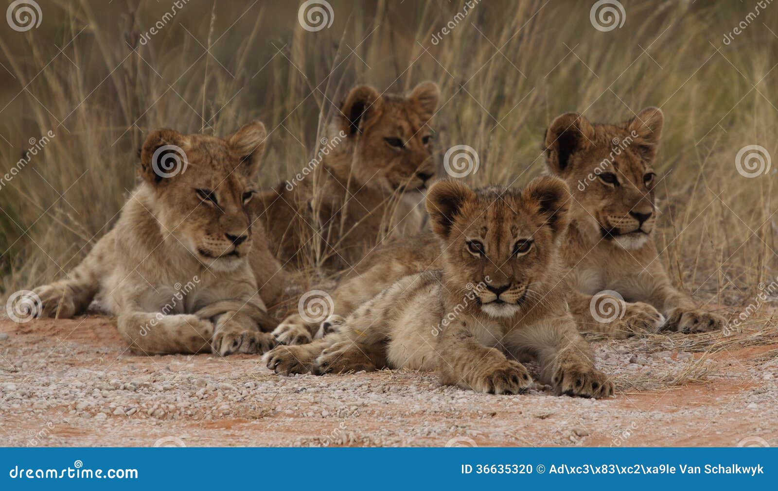 Four lion cubs stock photo. Image of predator, nature - 36635320