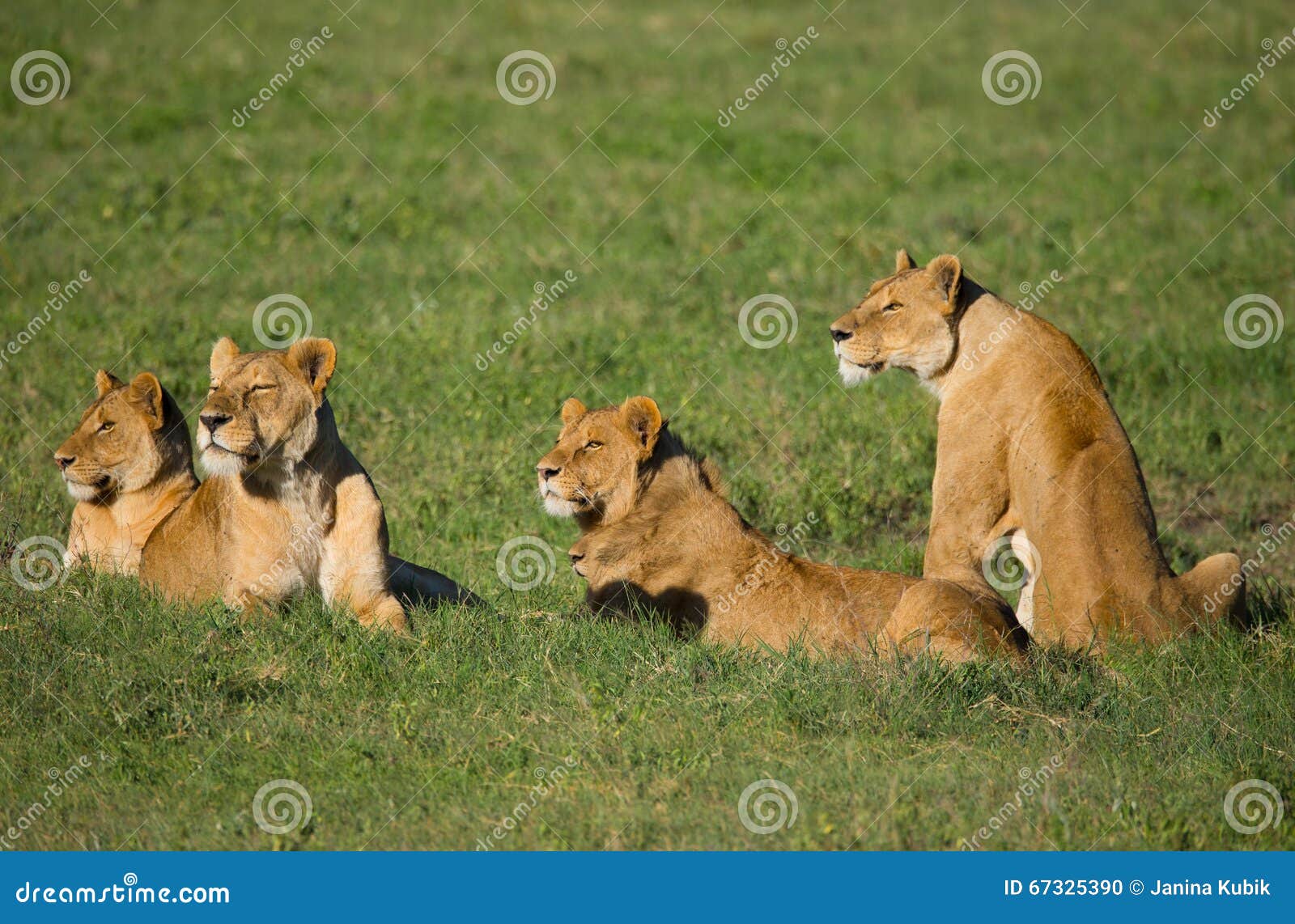 Four lioness stock photo. Image of wild, nature, cats - 67325390