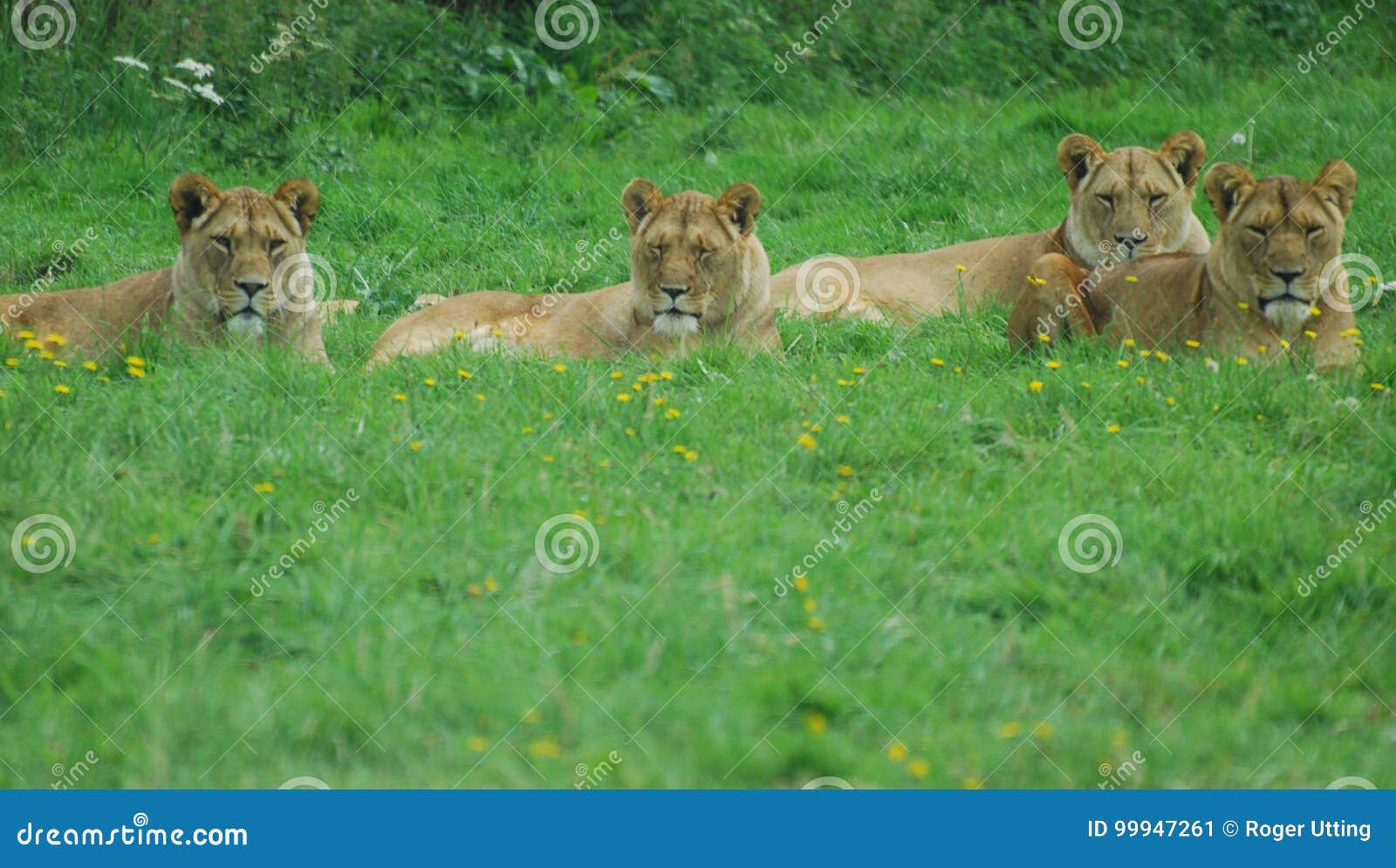 Four Lionesses stock image. Image of slumber, wildlife - 99947261