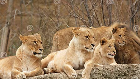Four Lions stock photo. Image of mother, animal, child - 4694990