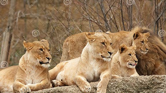 Four Lions stock photo. Image of mother, animal, child - 4694990