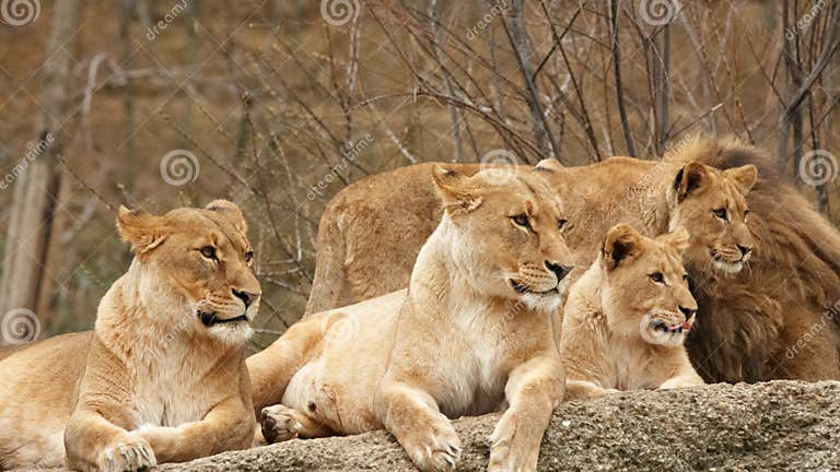 Four Lions stock photo. Image of mother, animal, child - 4694990