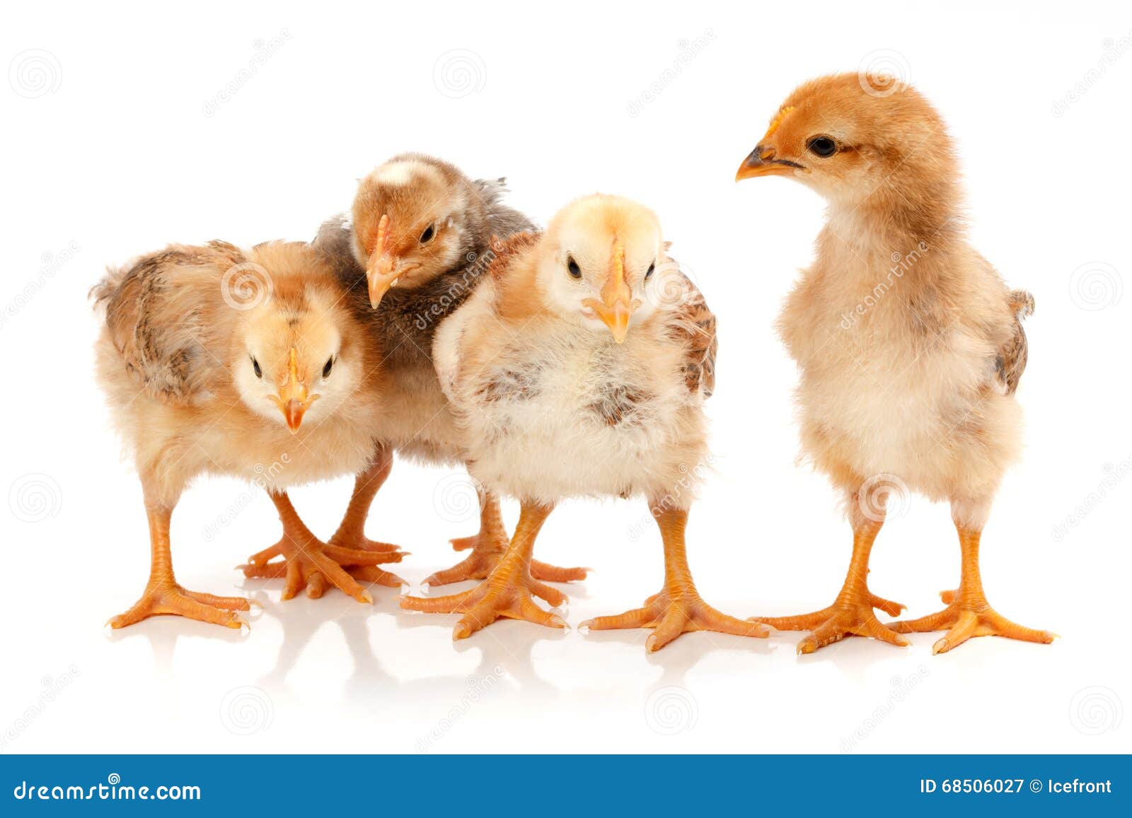 Four Little Chickens Standing on White Stock Image - Image of chicken ...