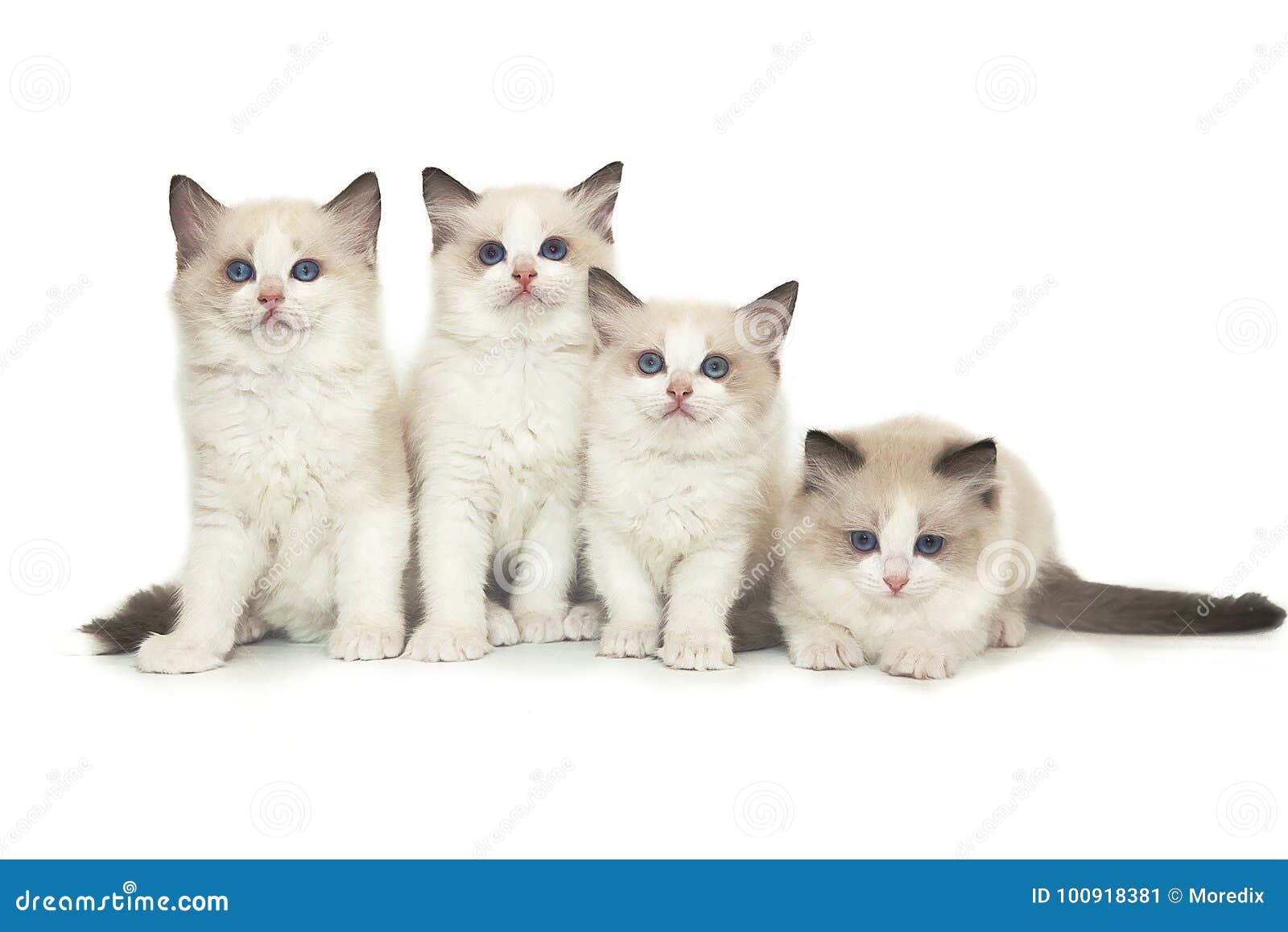 Four Little Cute Kitten Ragdolls on a White Background. Stock Image ...
