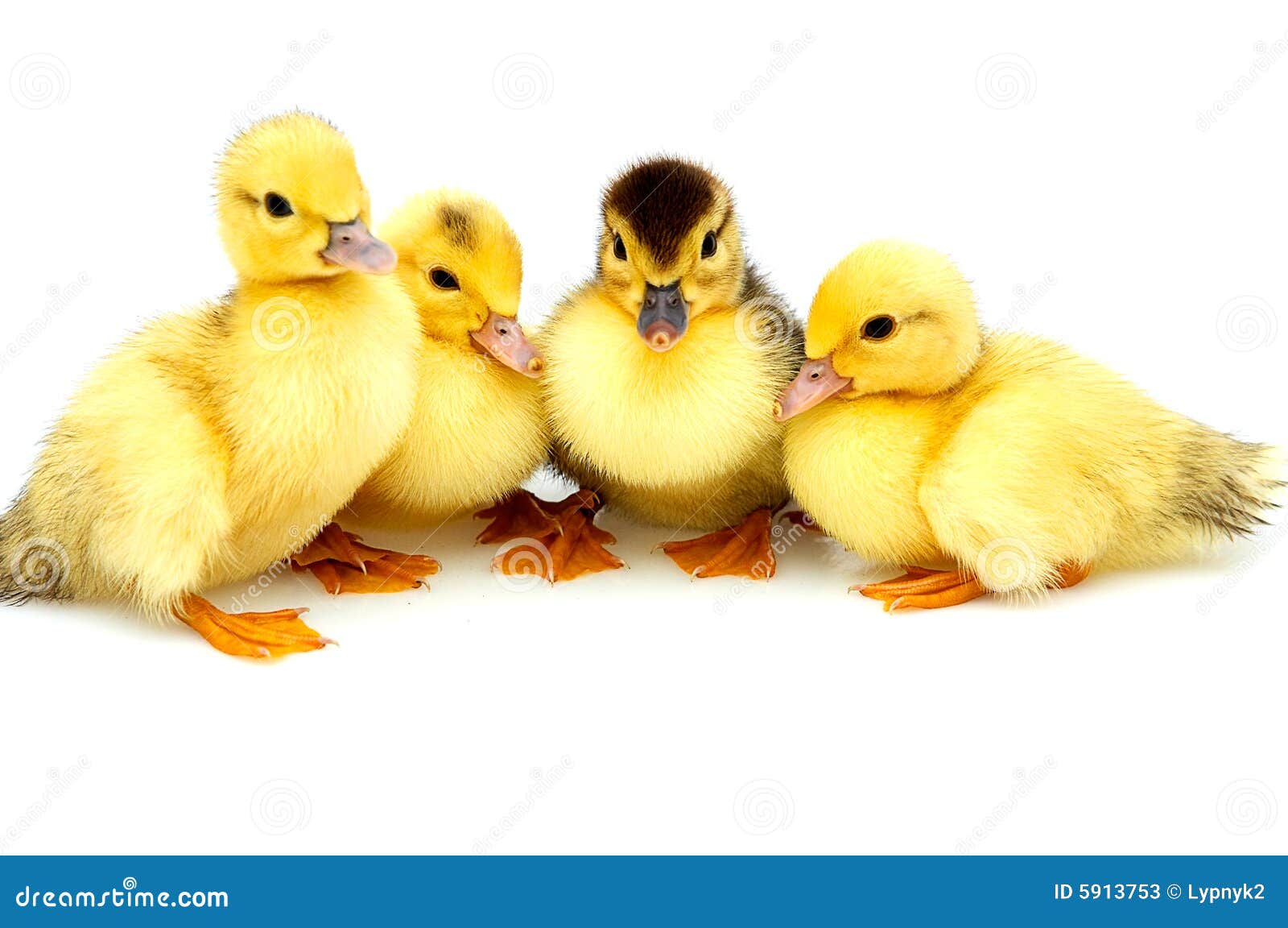Four little ducklings. stock image. Image of eyes, eggs - 5913753
