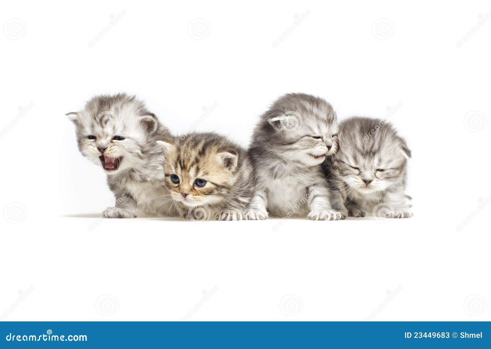 Four little kitten stock image. Image of animal, background - 23449683