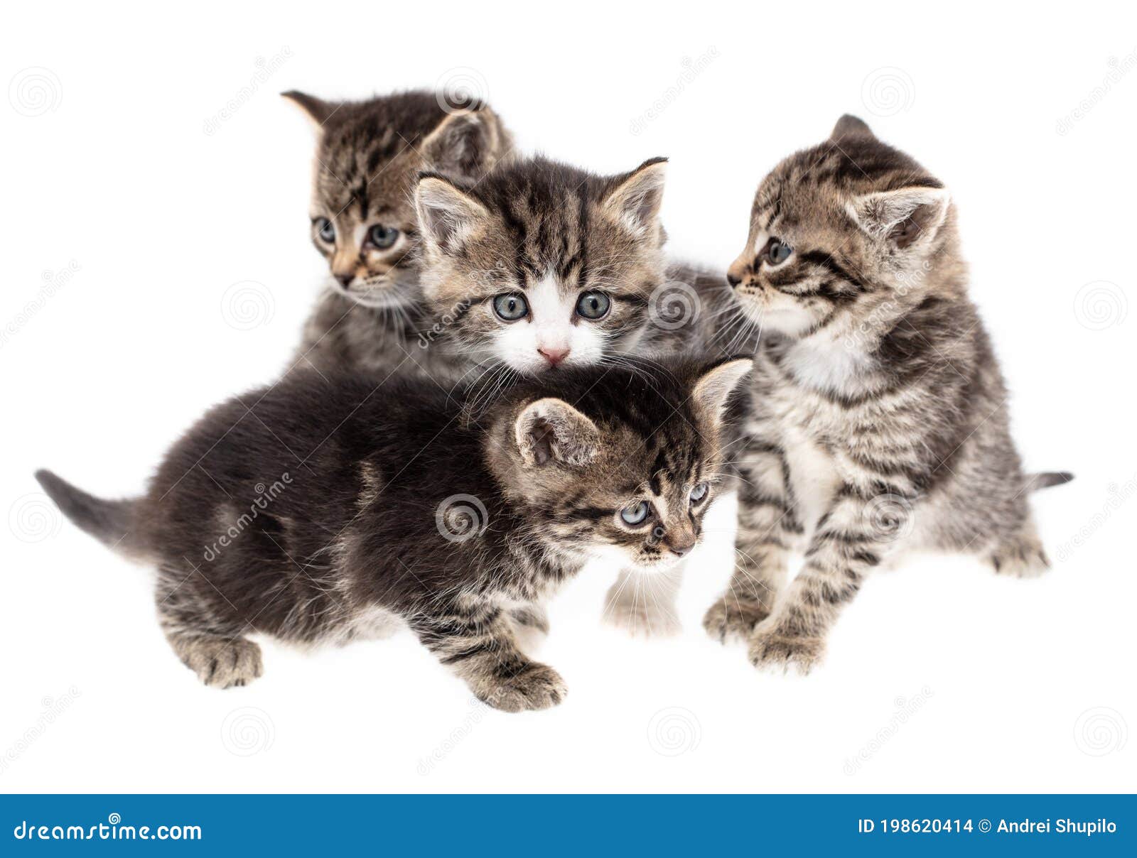 Four Little Kittens Isolated on a White Stock Photo - Image of head ...