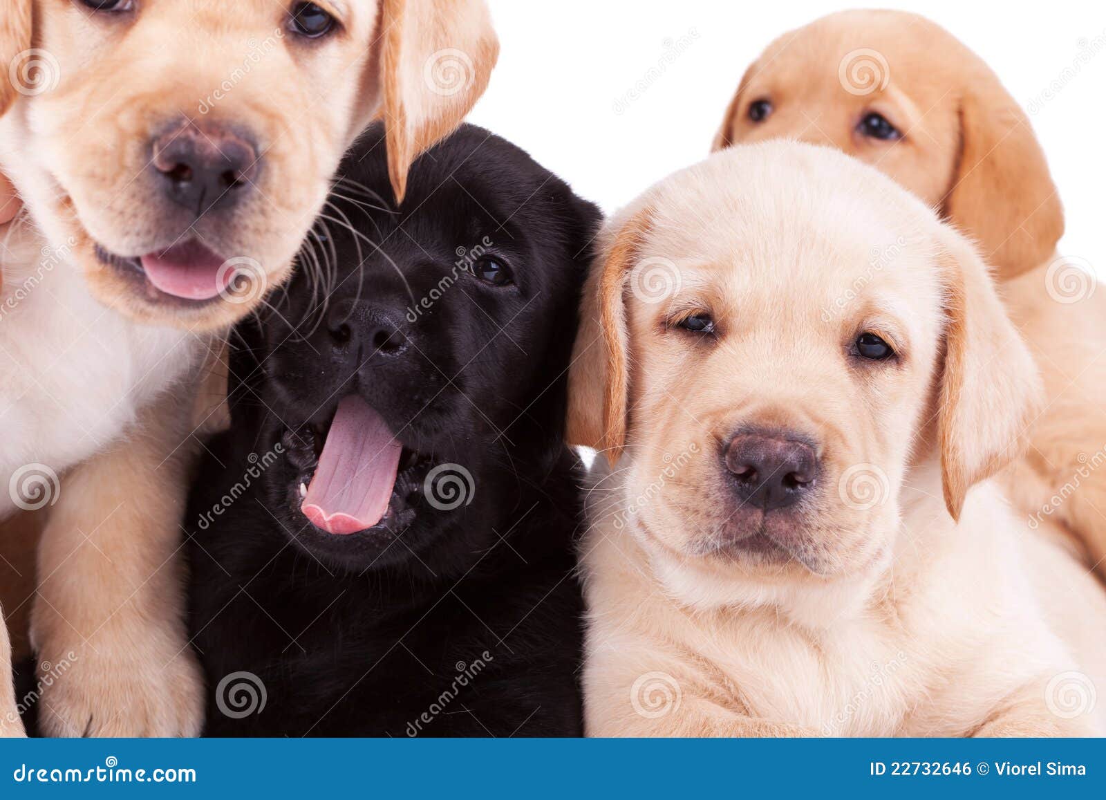 Four Little Labrador Retriever Puppies Stock Photo - Image of open ...