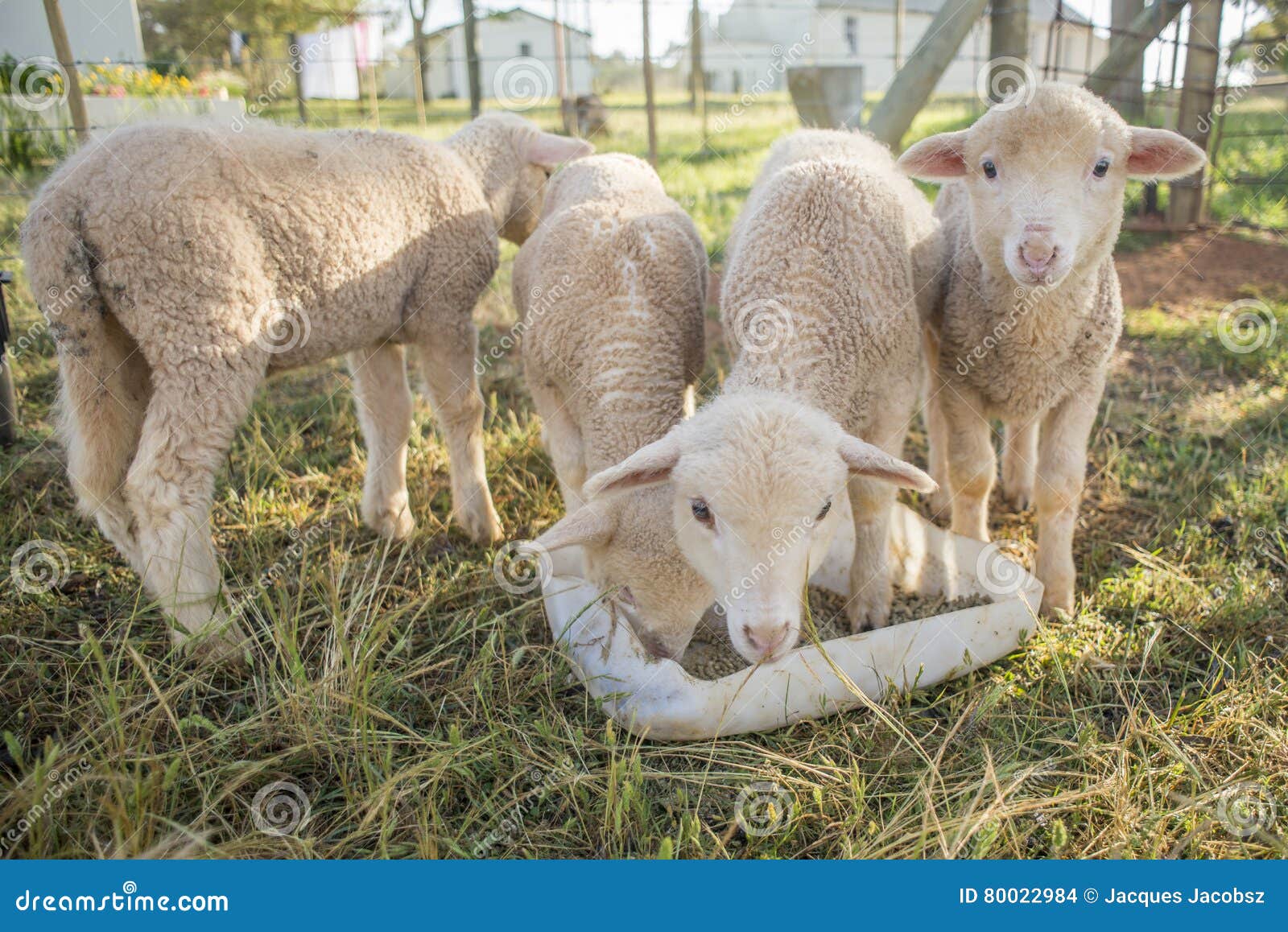 Four Little Lambs Feeding stock photo. Image of young - 80022984