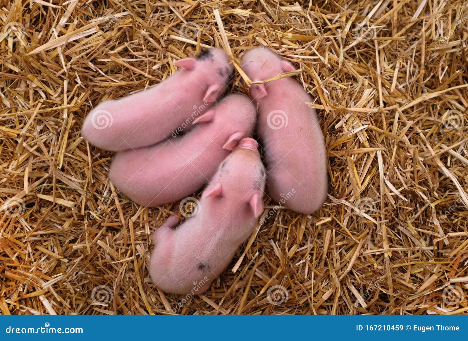 Four little piglets stock image. Image of cute, sweet - 167210459