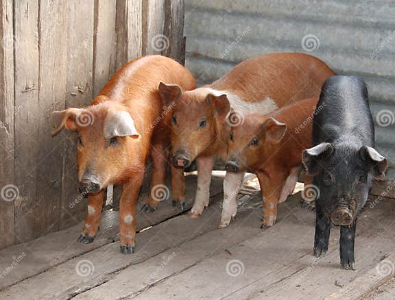 Four Little Pigs stock image. Image of black, pigs, watchful - 4626811