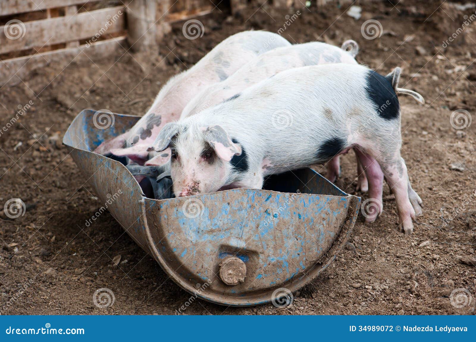 Four little pigs stock photo. Image of piggy, little - 34989072