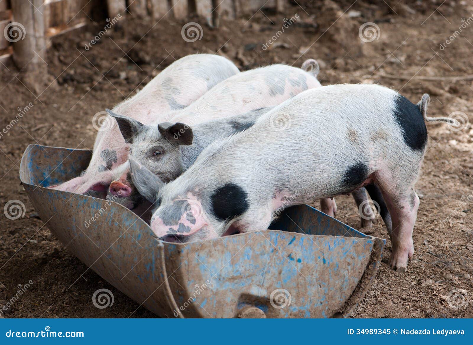 Four little pigs stock image. Image of bottom, husbandry - 34989345