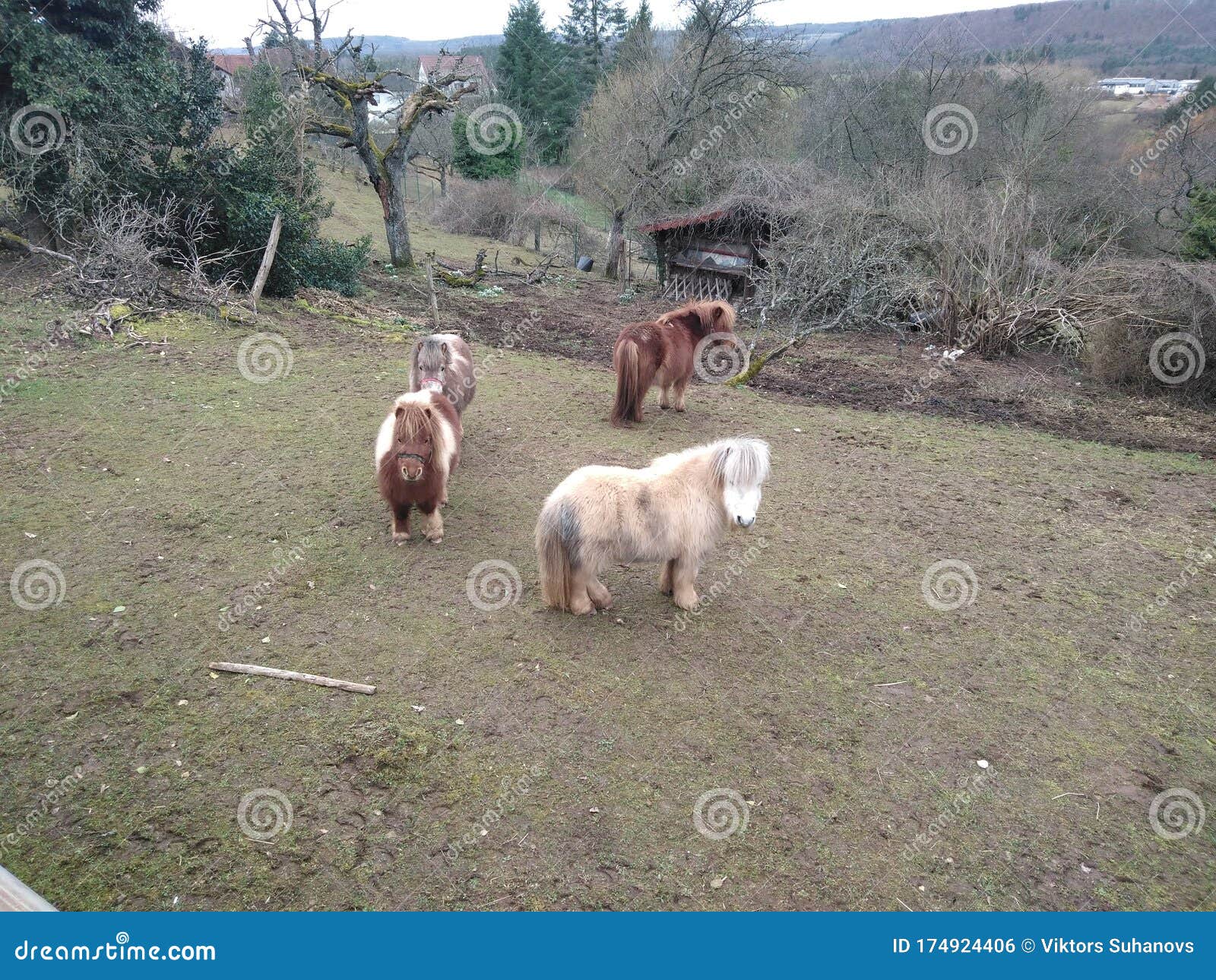 Four little pony stock photo. Image of four, nature - 174924406