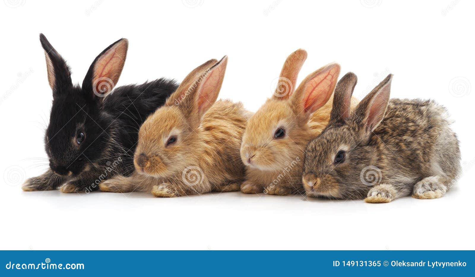 Four little rabbits stock image. Image of hare, four - 149131365