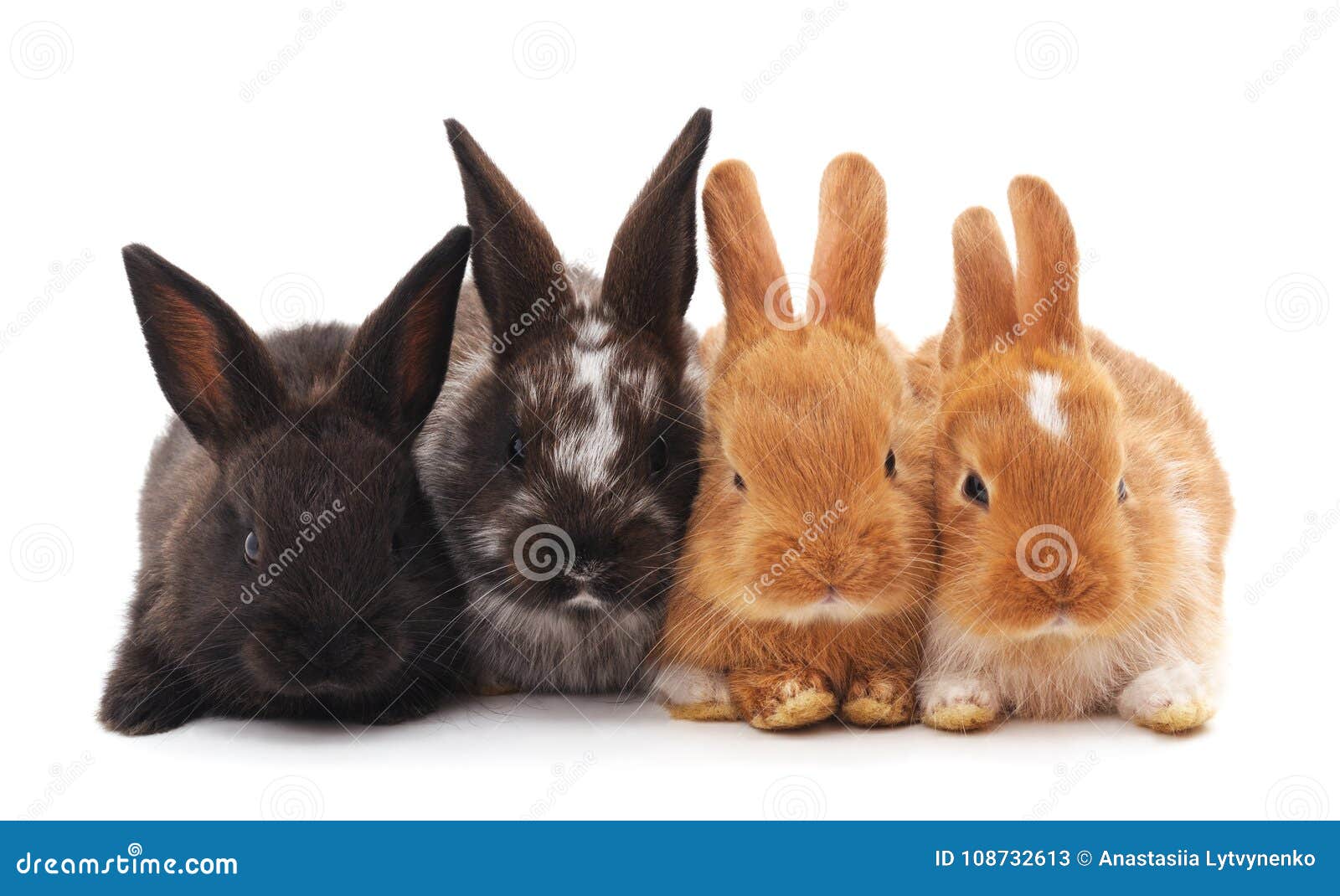 Four Little Girls Playing In The Park And Hanging On The Tree Royalty ...