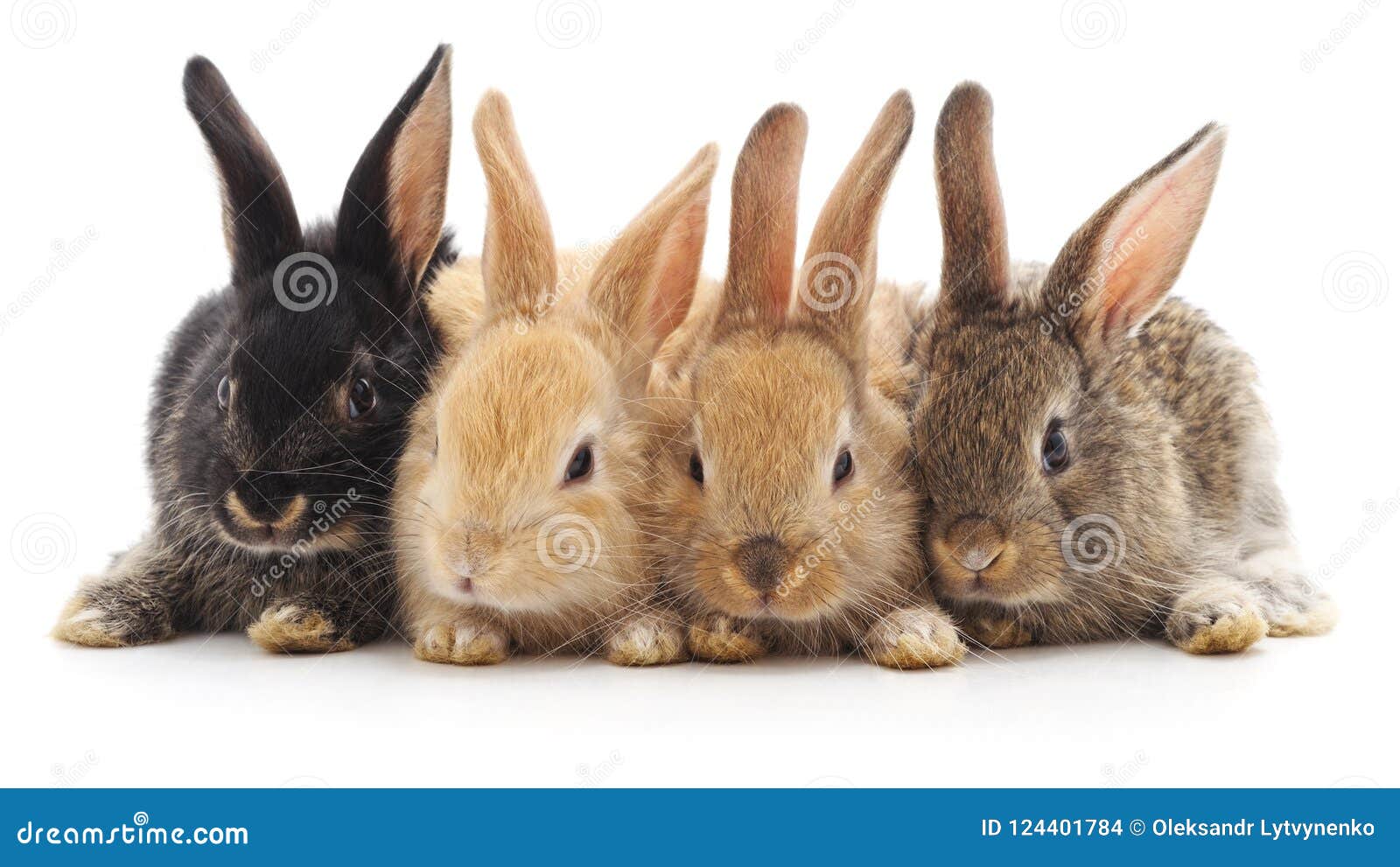 Four little rabbits. stock photo. Image of little, live - 124401784