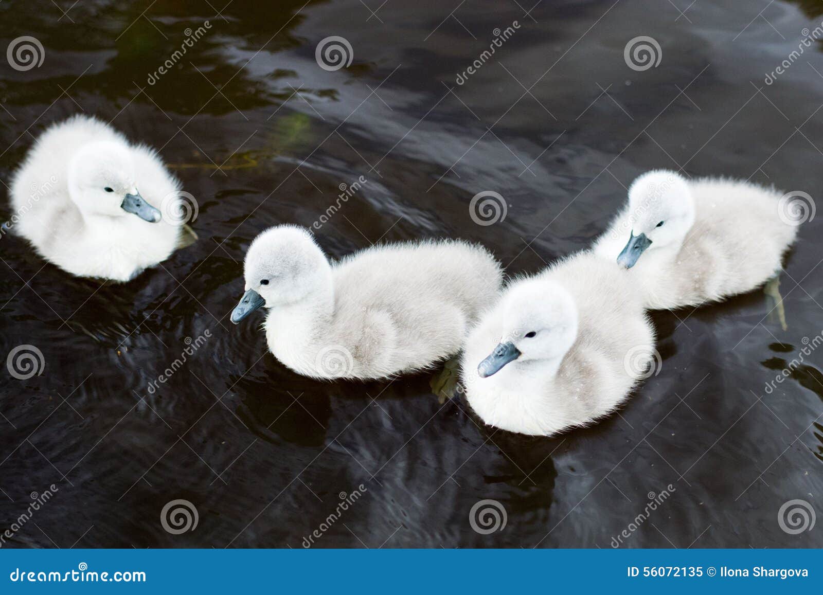 Four little swans stock image. Image of water, outside - 56072135