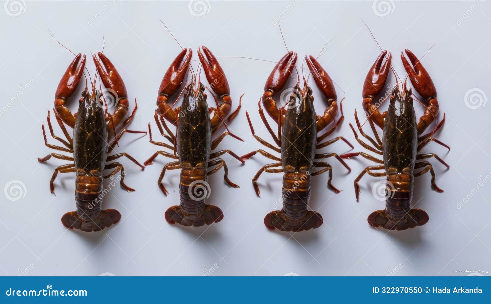 Four Live Crawfish Positioned Separately on a White Background Stock ...