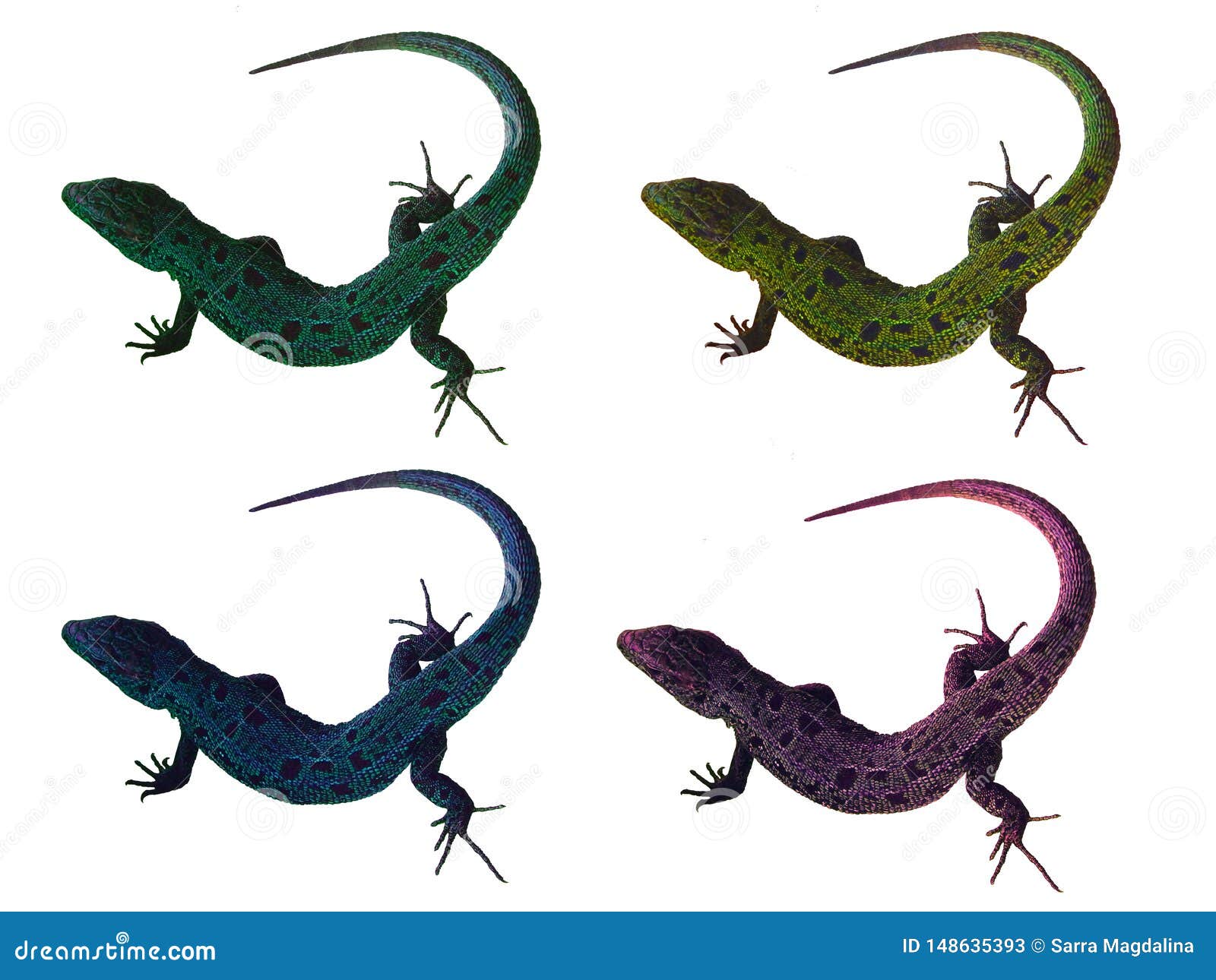Four lizards stock image. Image of colors, house, crawling - 148635393