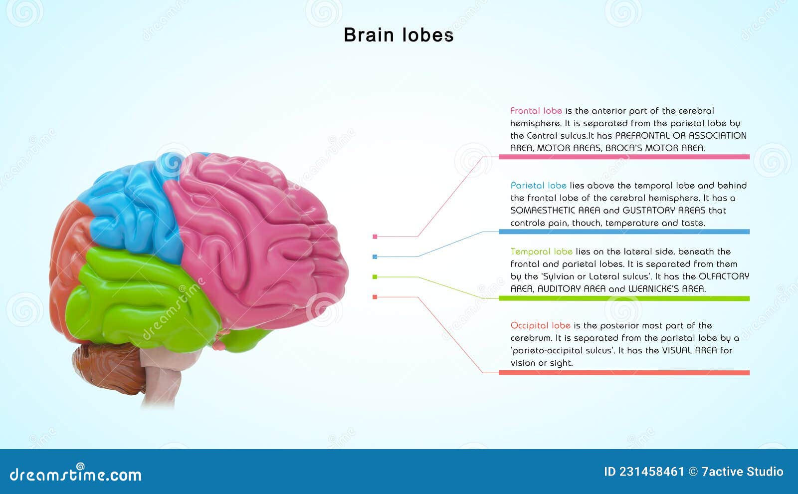 Lobes of Human Brain or 4 Lobes of Brain Stock Image - Image of optic ... Lobes of Human Brain or 4 Lobes of Brain Stock Image - Image of optic ...
