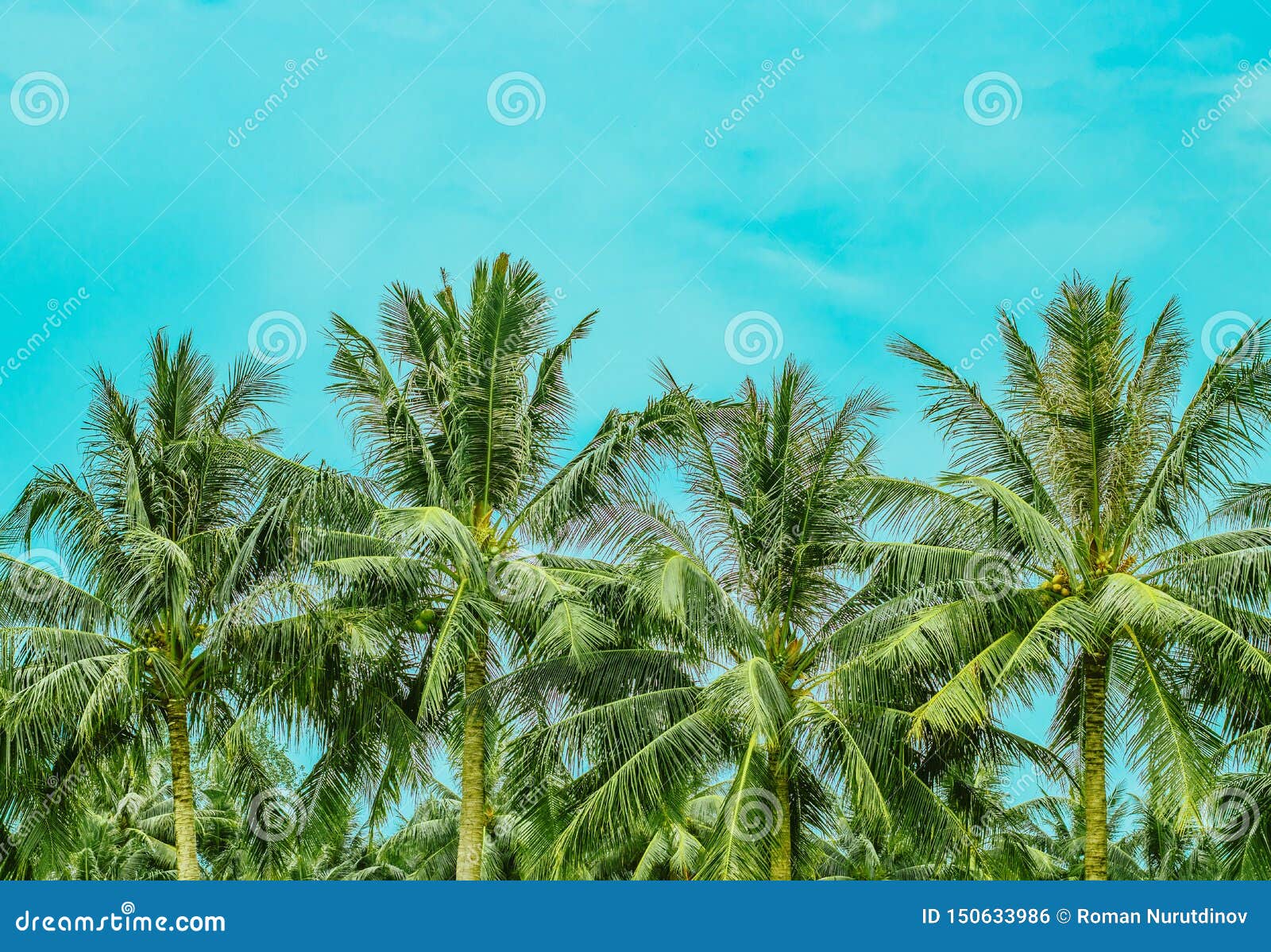 Four lush palm tree tops stock photo. Image of leaf - 150633986