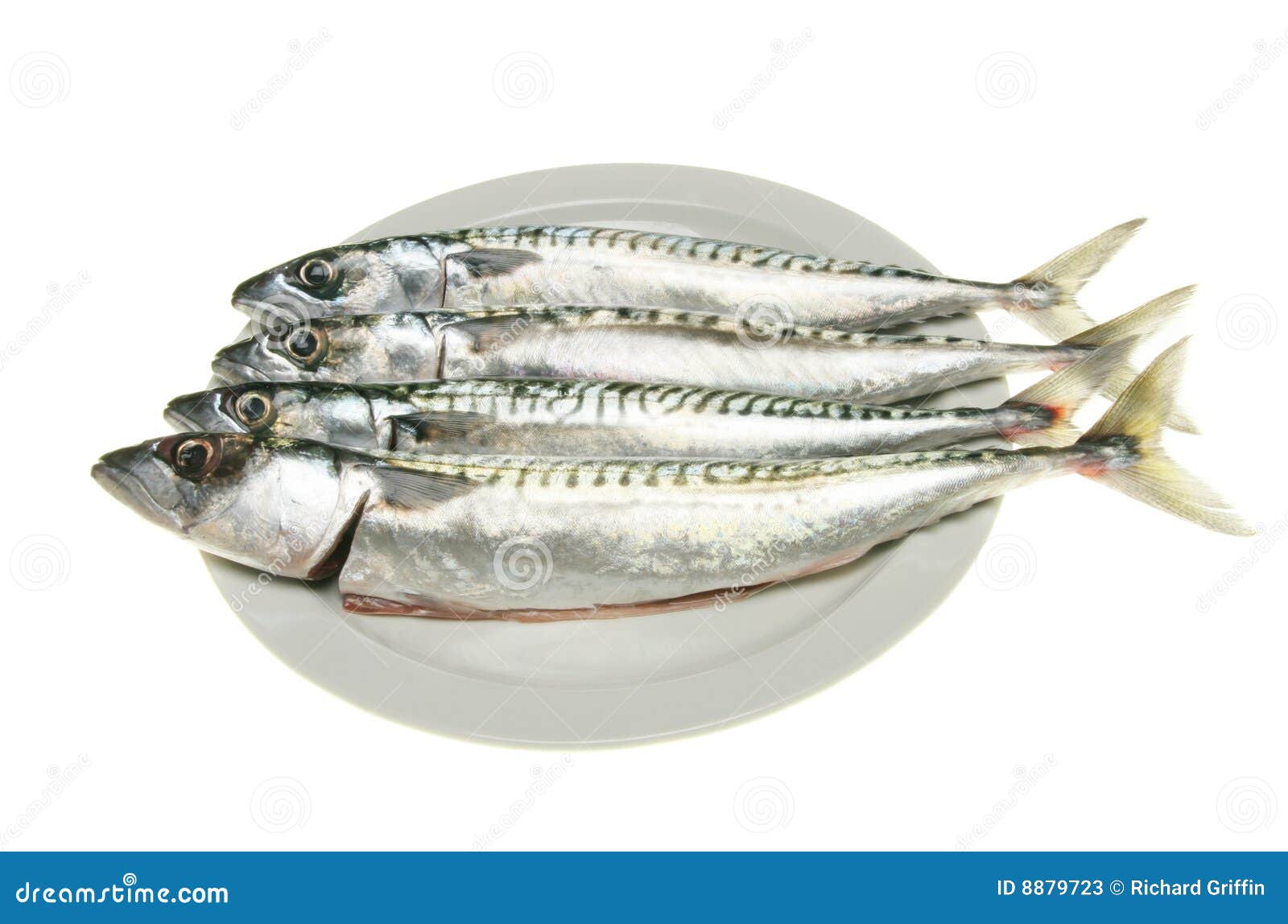 Four mackerel on plate stock image. Image of silver, four - 8879723