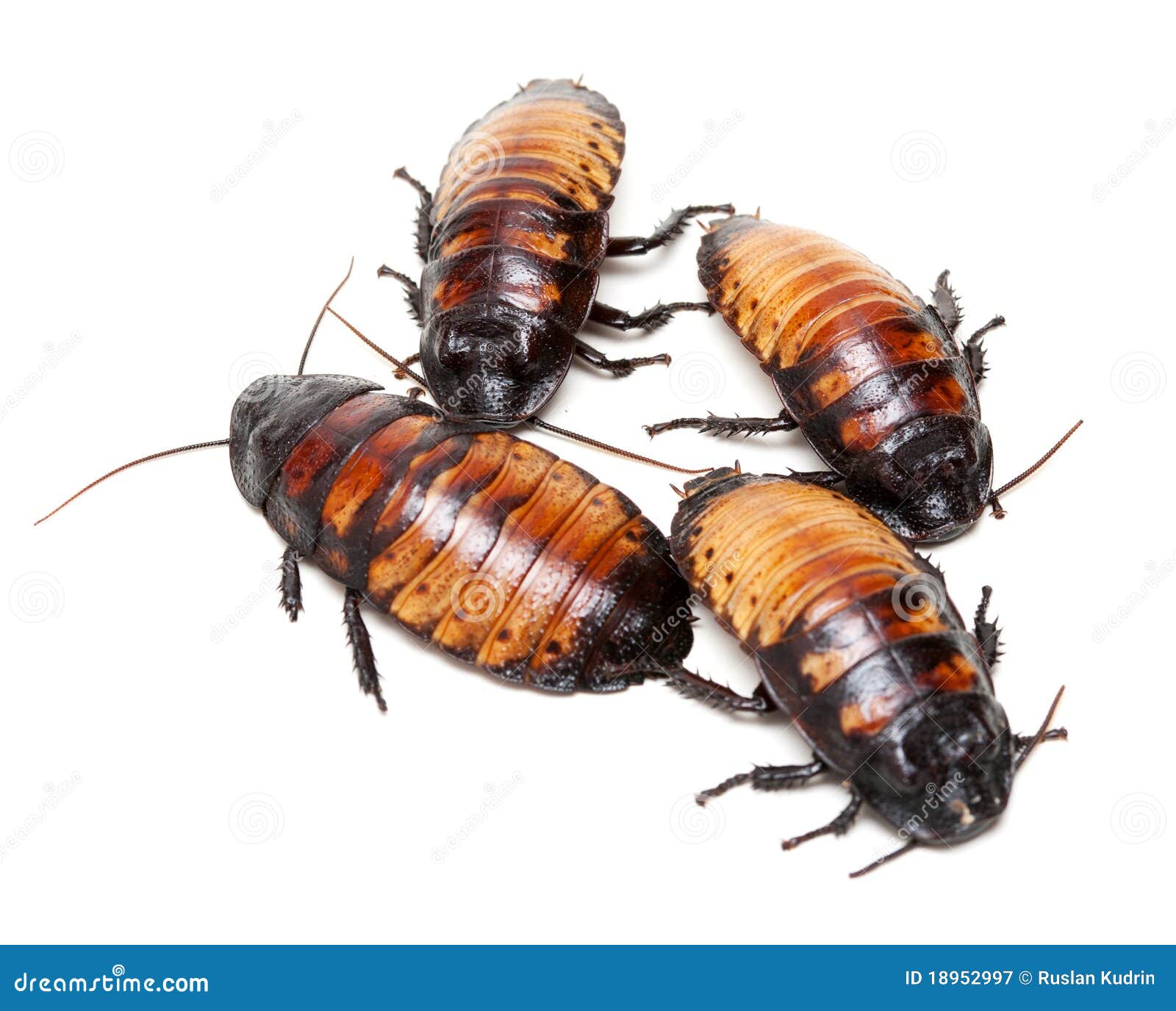 Four Madagascar Cockroaches Stock Image - Image of animals, domestic ...