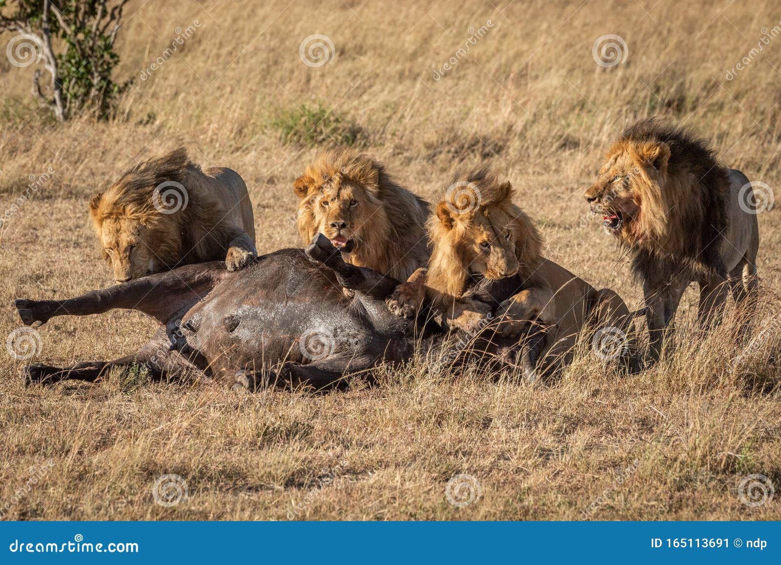 The Lion Guard Royalty-Free Stock Photo | CartoonDealer.com #125994177