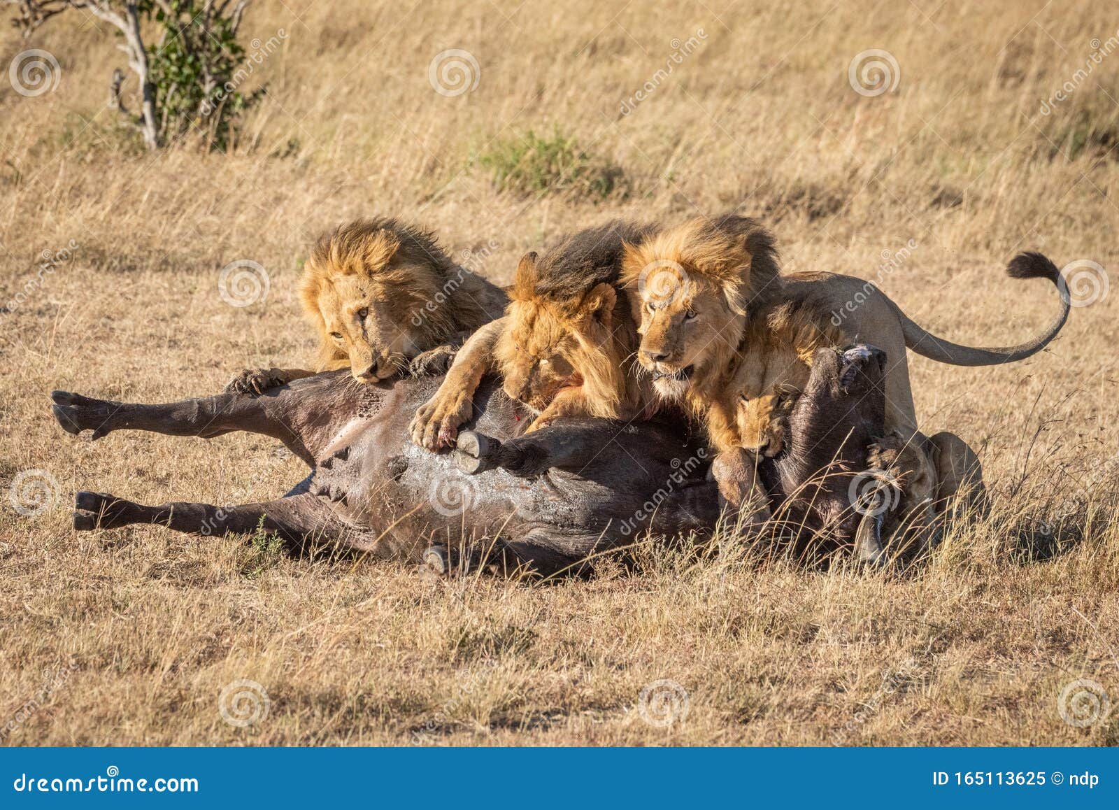 Four Male Lion Lie on Dead Buffalo Stock Image - Image of mammal ...