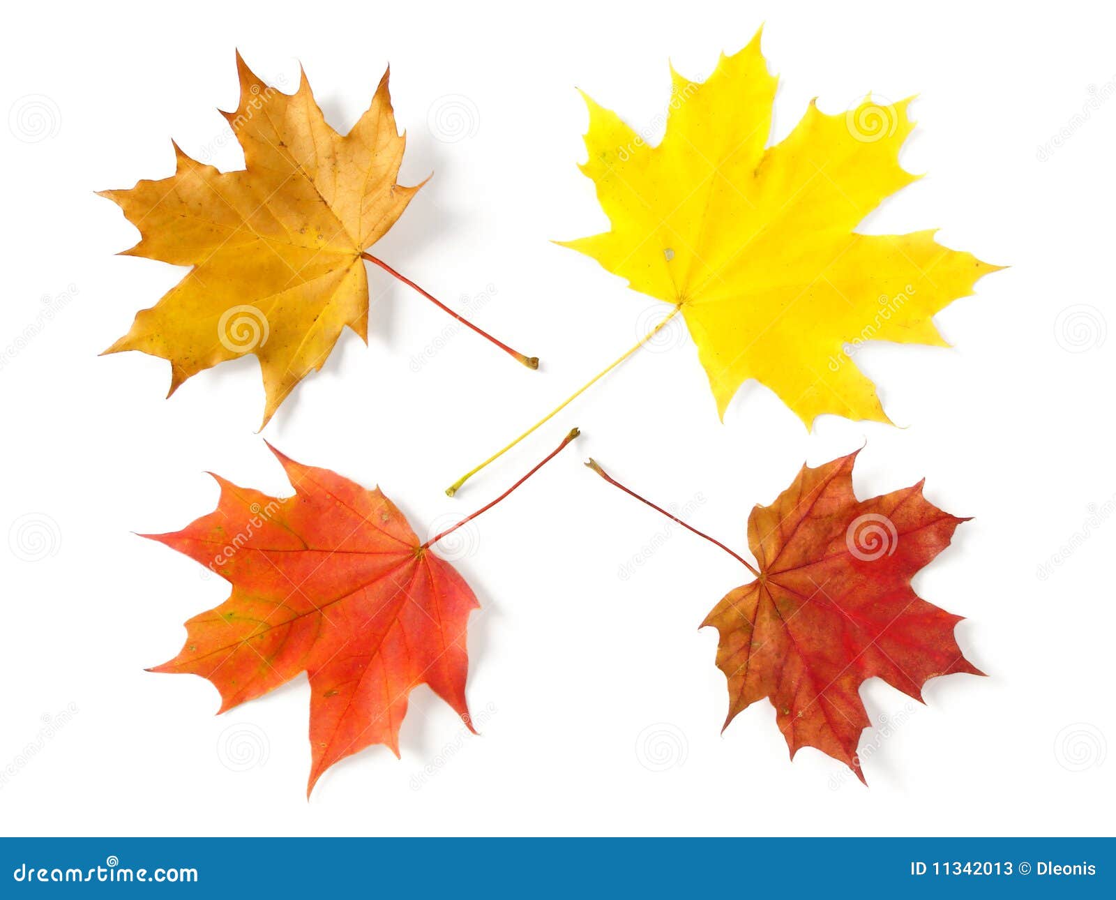 Four maple leaves stock image. Image of orange, green - 11342013