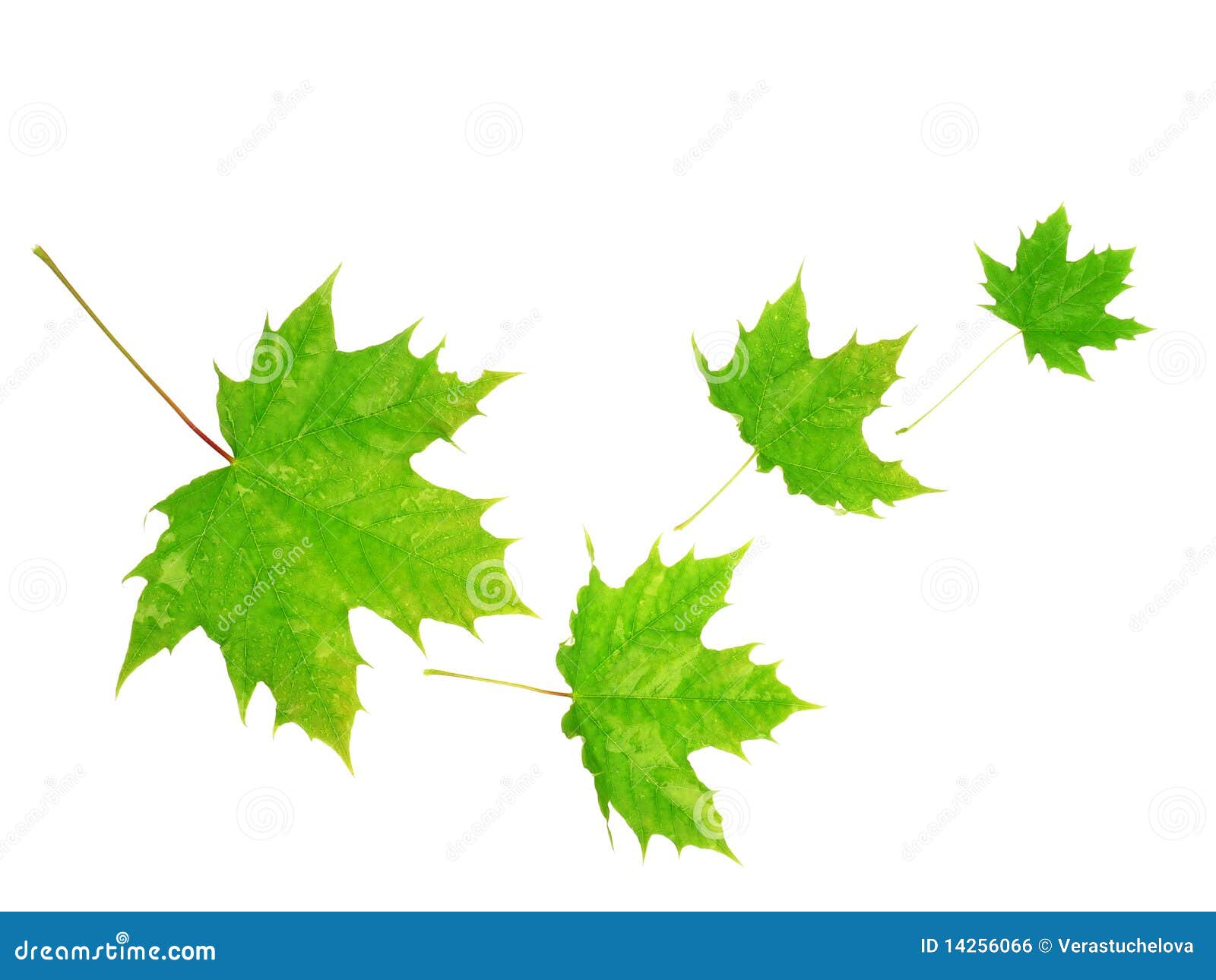 Four maple leaves stock photo. Image of natural, four - 14256066