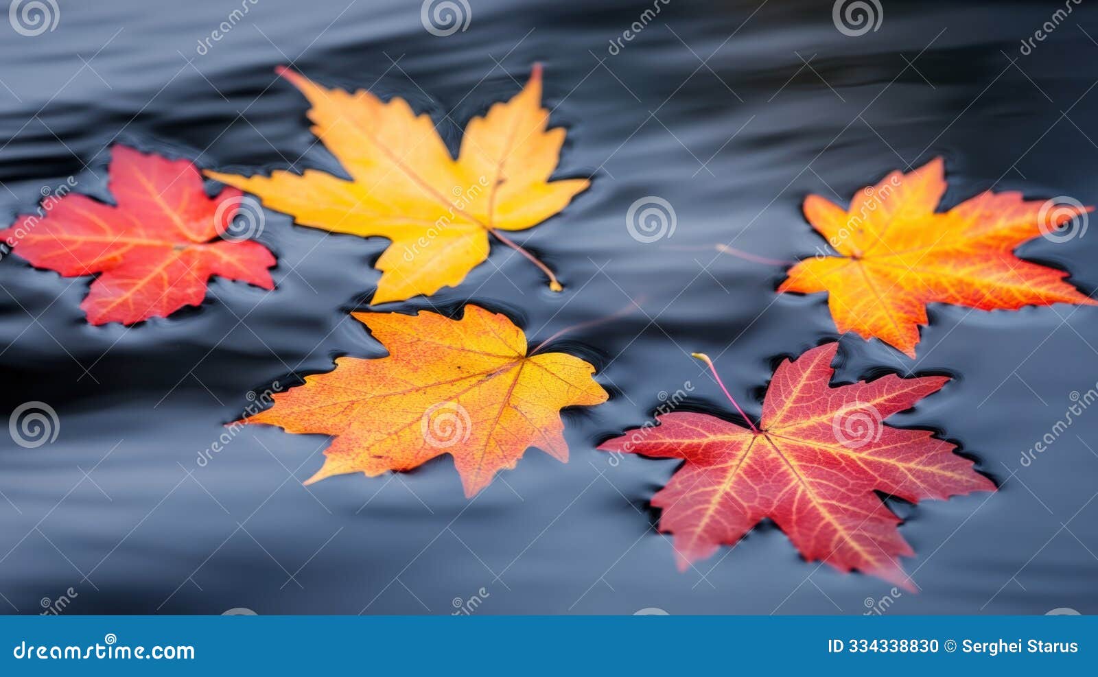 Four Maple Leaves Floating on Water with a Reflection of the Sky, AI ...