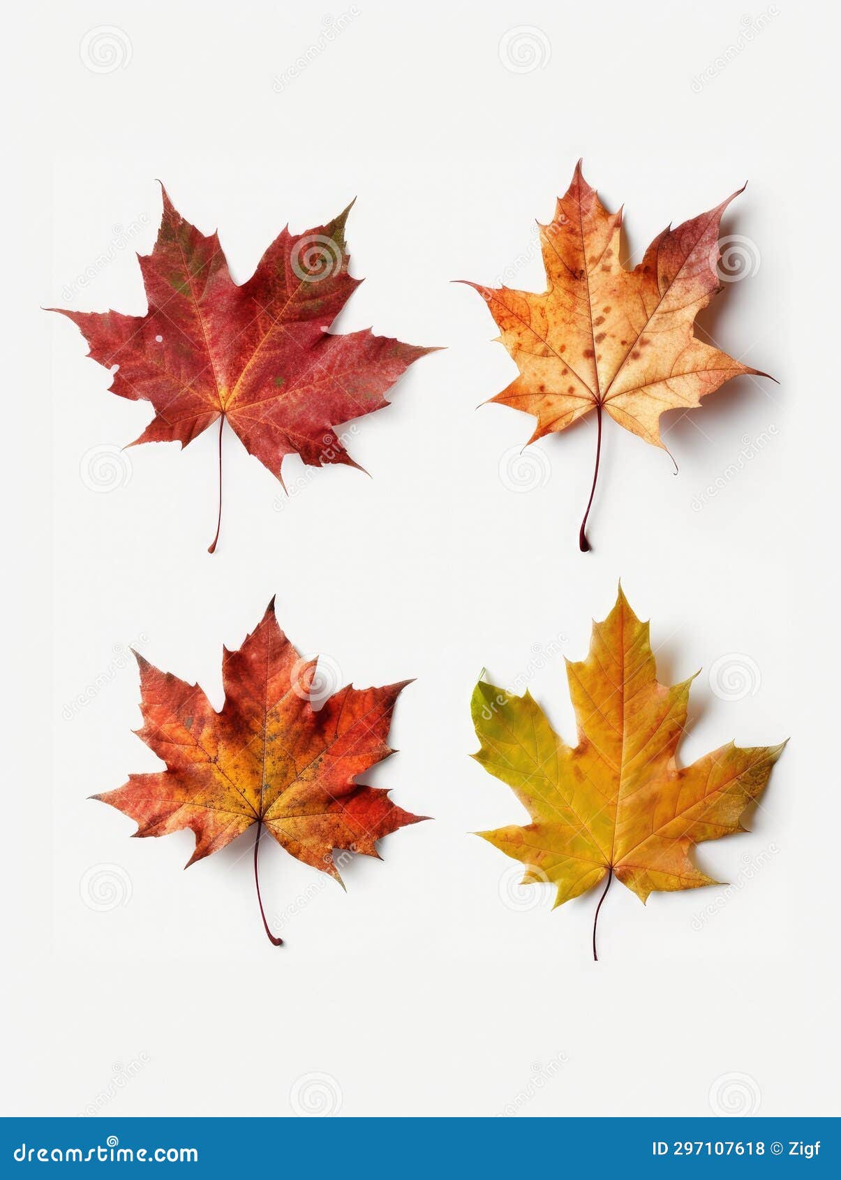 Four Maple Leaves on a White Background Stock Illustration ...