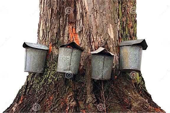 Old Fashioned Maple Sap Buckets Stock Image - Image of tree, metal ...