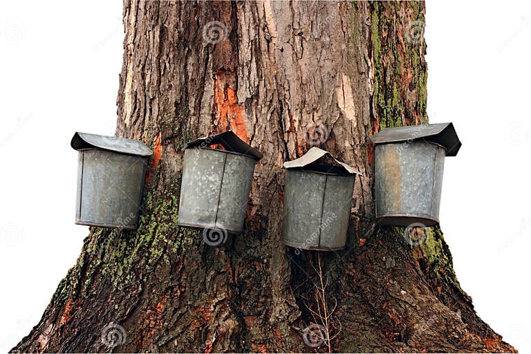 Old Fashioned Maple Sap Buckets Stock Image - Image of tree, metal ...
