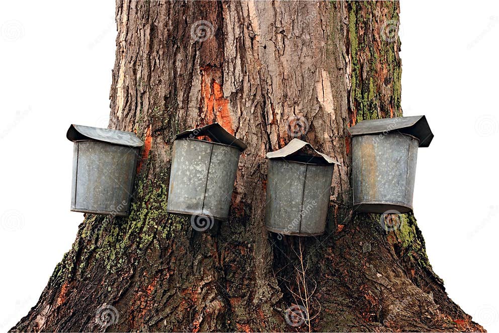 Old Fashioned Maple Sap Buckets Stock Image - Image of tree, metal ...
