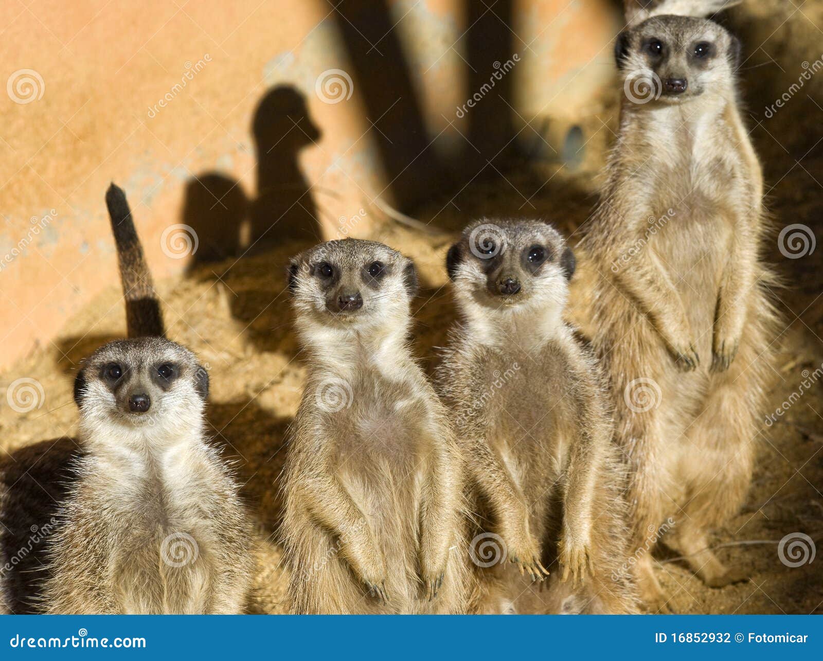 Meerkats Royalty-Free Stock Photography | CartoonDealer.com #32131775