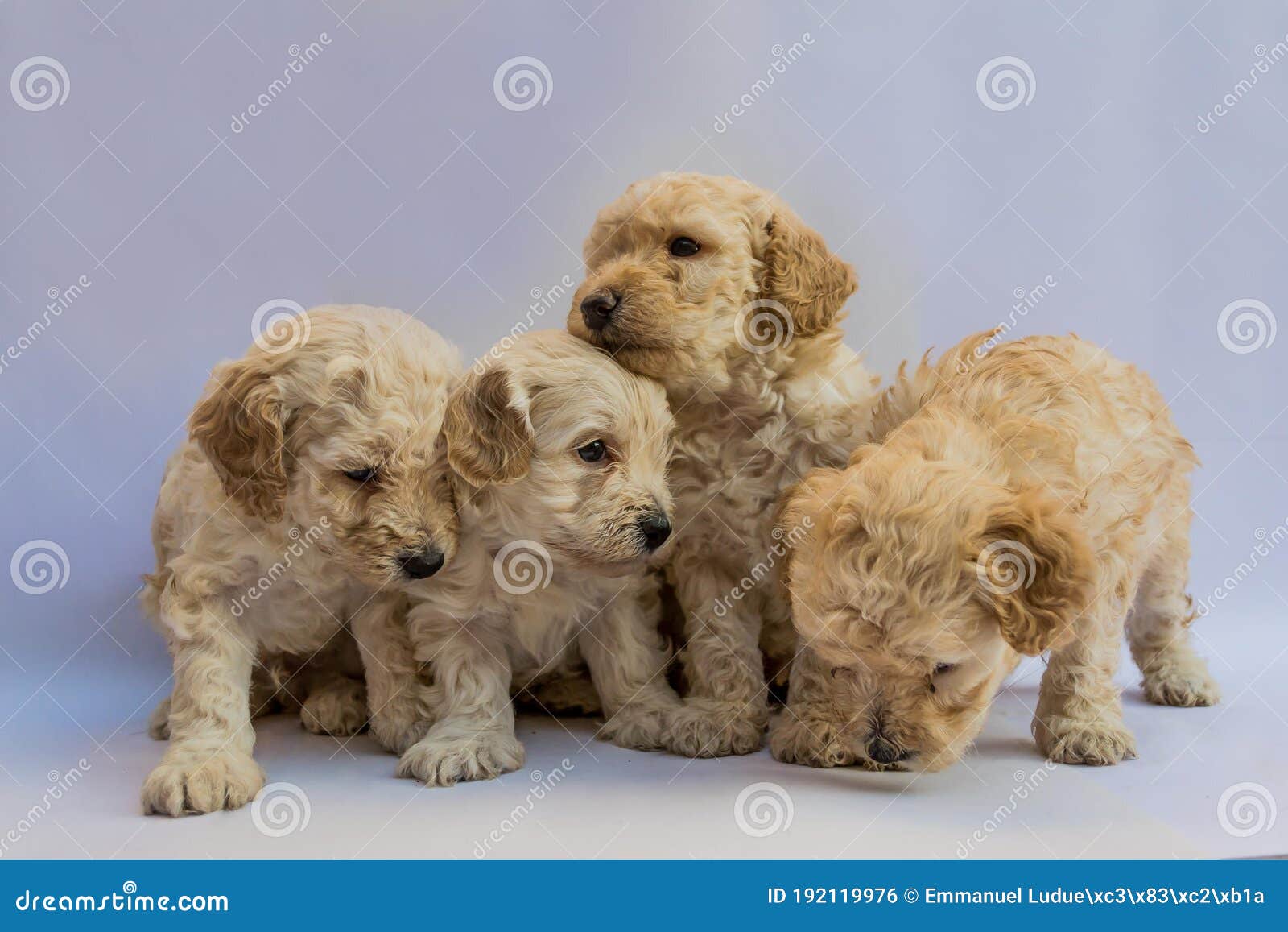 Four Mini Toy Poodles Playing Stock Photo - Image of apricot, cute ...