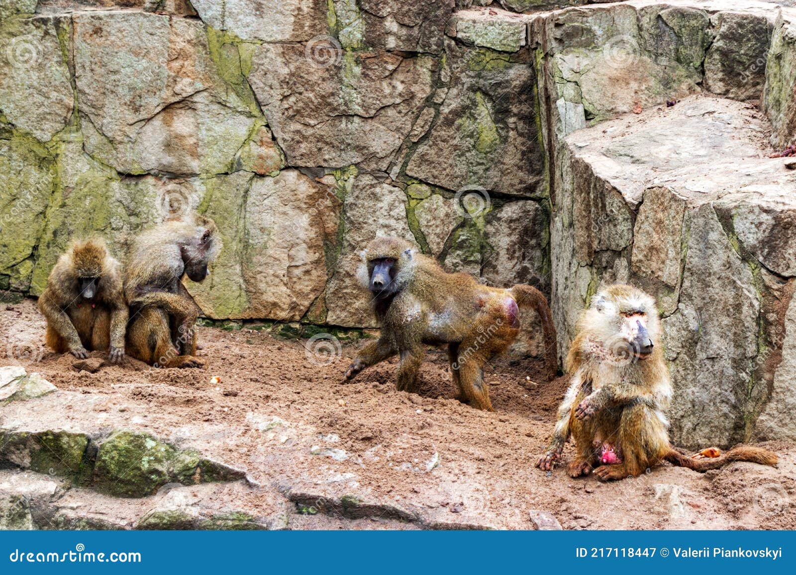Four Monkeys Sitting On A Tree Sloping Downward. Nature. Royalty-Free ...