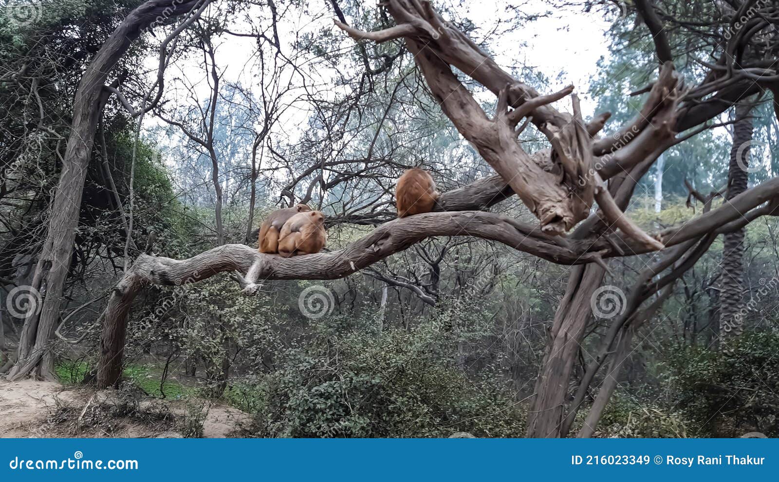 Four Monkeys On The Background Of A Stone Wall Royalty-Free Stock ...