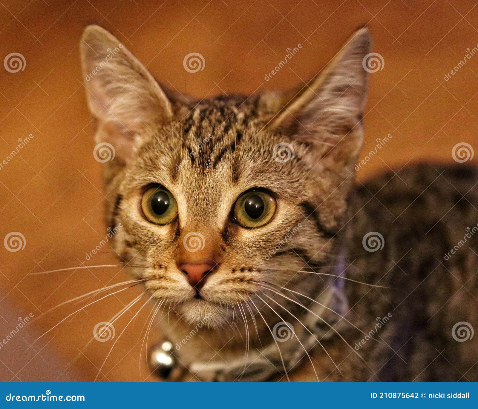 Four Month Old Kitten Exploring New Environment Stock Photo - Image of ...