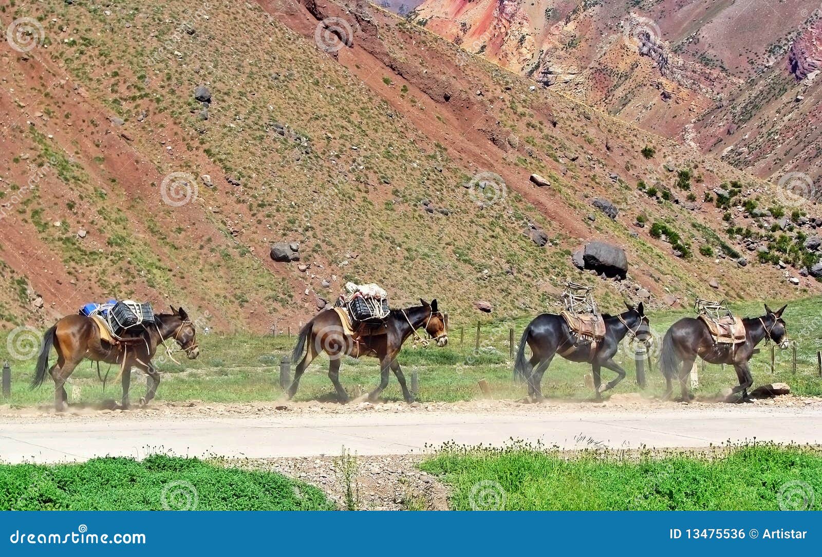Four mules stock photo. Image of mule, beast, equipment - 13475536