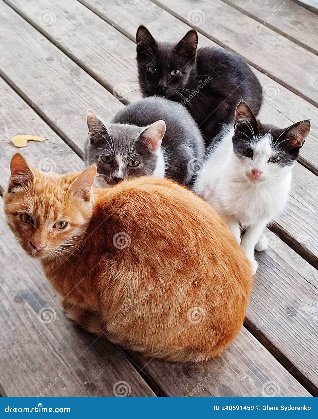 Four cats stock image. Image of animal, mammal, nose - 240591459